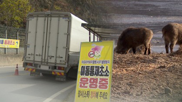 전국 52번째 아프리카돼지열병 감염 멧돼지 발견