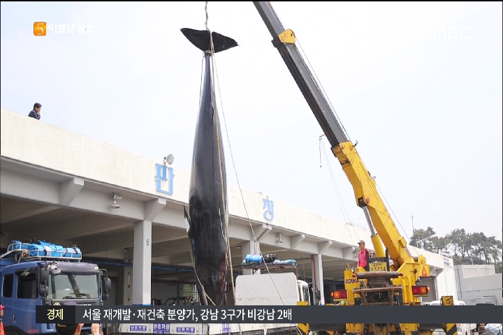 바다의 로또 밍크고래 작살로 잔인하게 포획