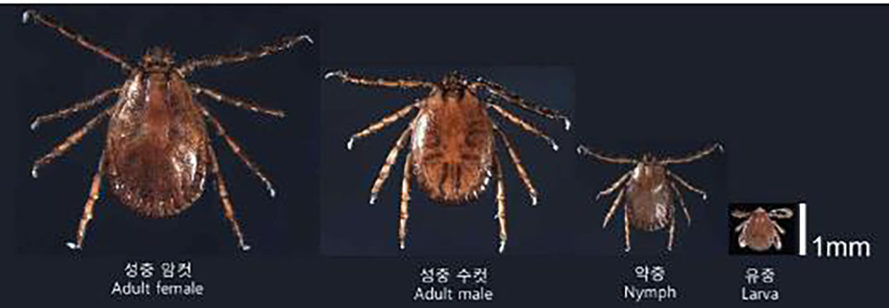 "참진드기 매개 SFTS 조심‥치명률 18% 풀밭 등 야외활동시 주의"