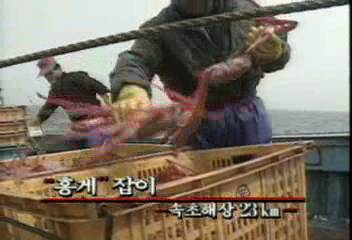 [데스크영상]홍게잡이, 속초해상 23KM